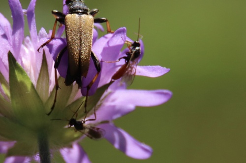 Stilbops ruficornis · iNaturalist
