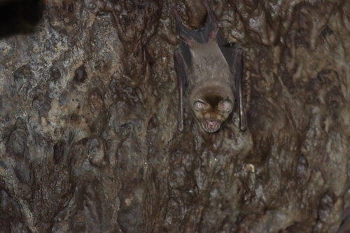Persian Trident Bat (Triaenops persicus) · iNaturalist