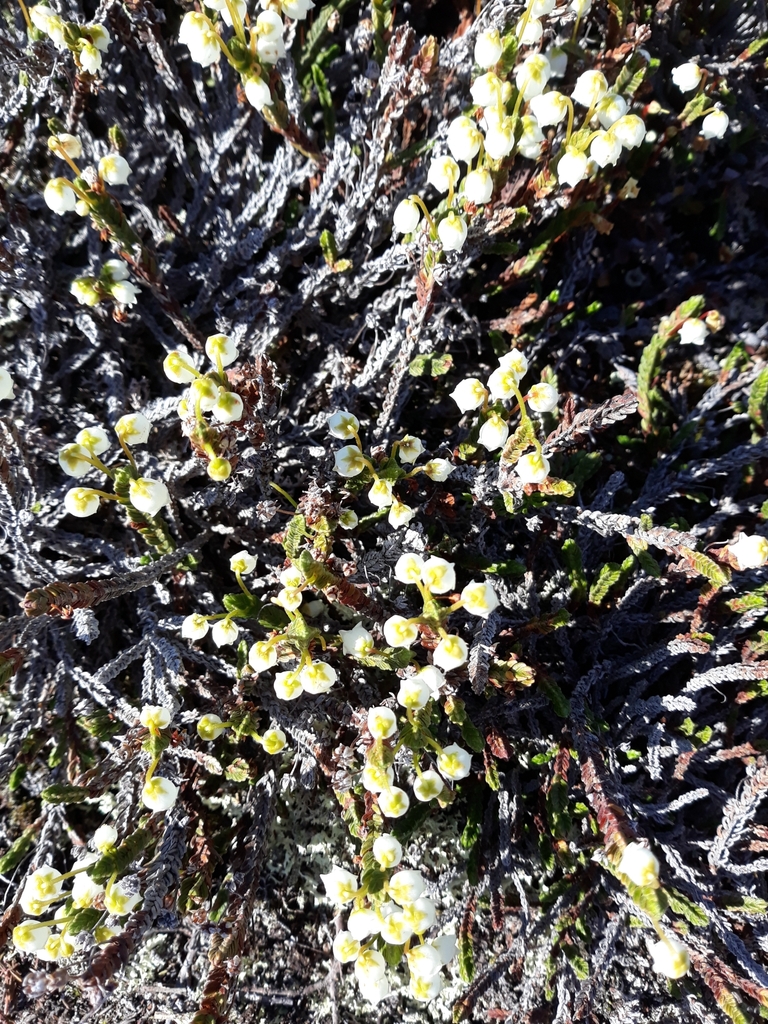 Arctic bell-heather from Qaasuitsup, GL on July 3, 2022 at 03:48 PM by ...