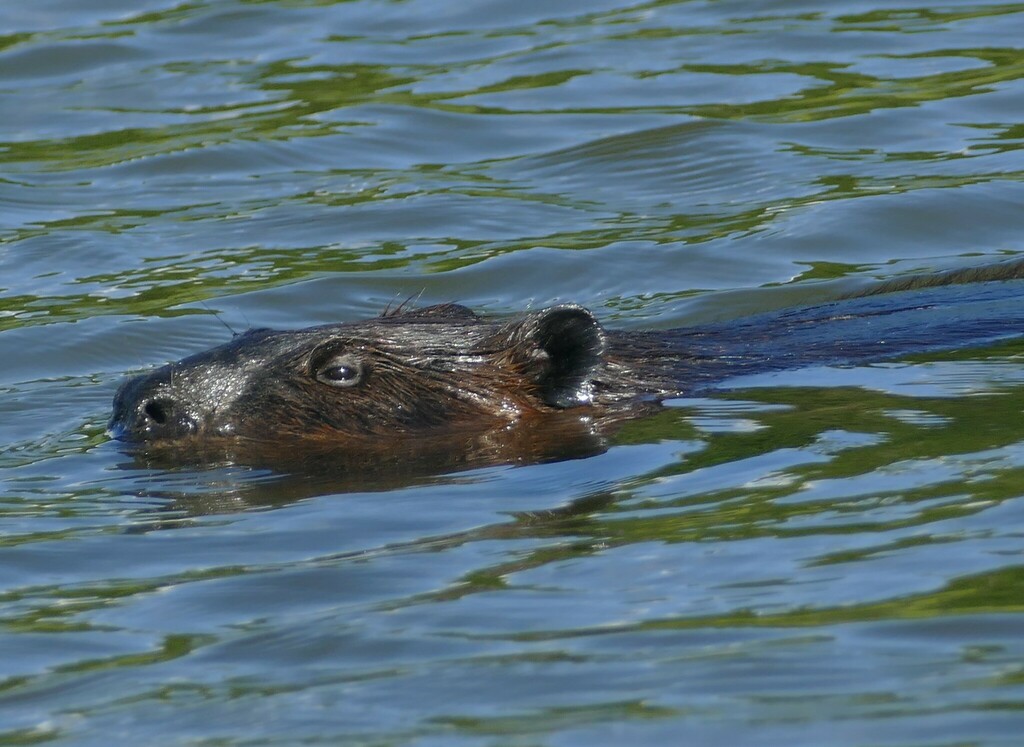 American Beaver from Randolph County, WV, USA on July 10, 2022 at 04:47 ...