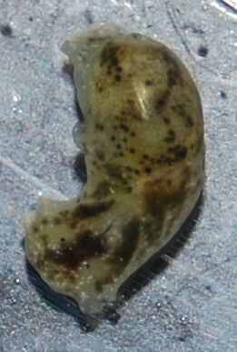 Haloa musetta · iNaturalist