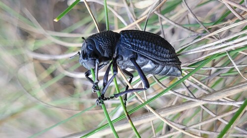 Talaurinus kirbii · iNaturalist