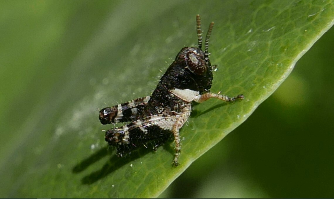 Calliptamus italicus (Linnaeus, 1758)