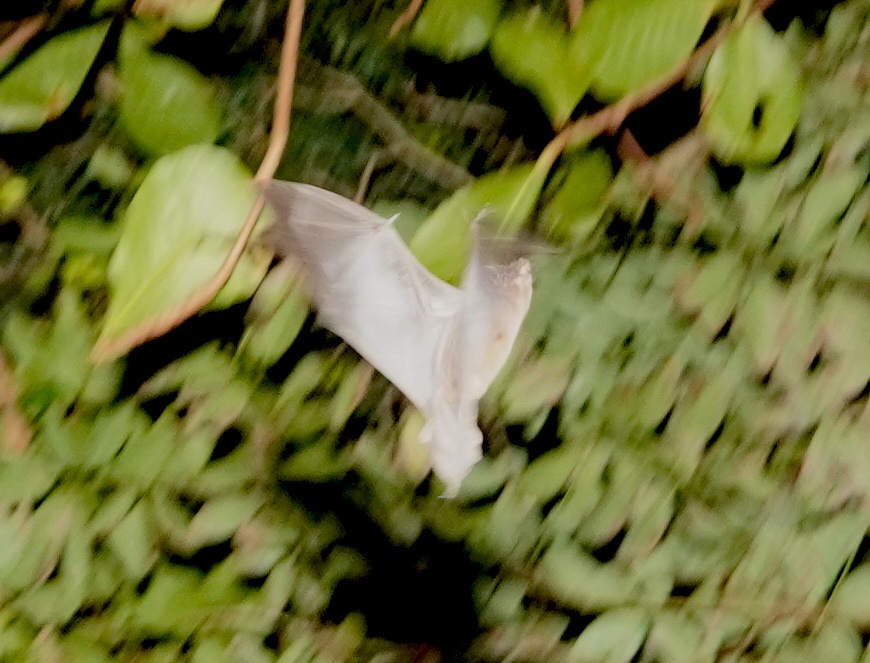 Mormopterus Peters, 1865