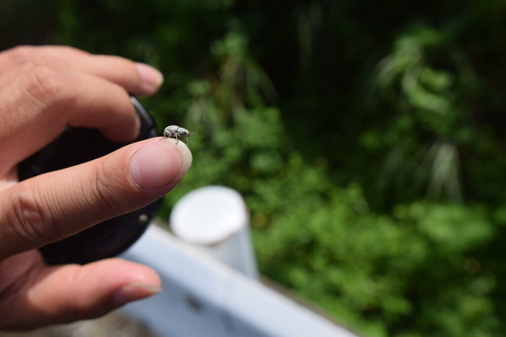 Eugnathus distinctus from 日本、〒901-3703 沖縄県島尻郡粟国村西 on June 26, 2022 at ...