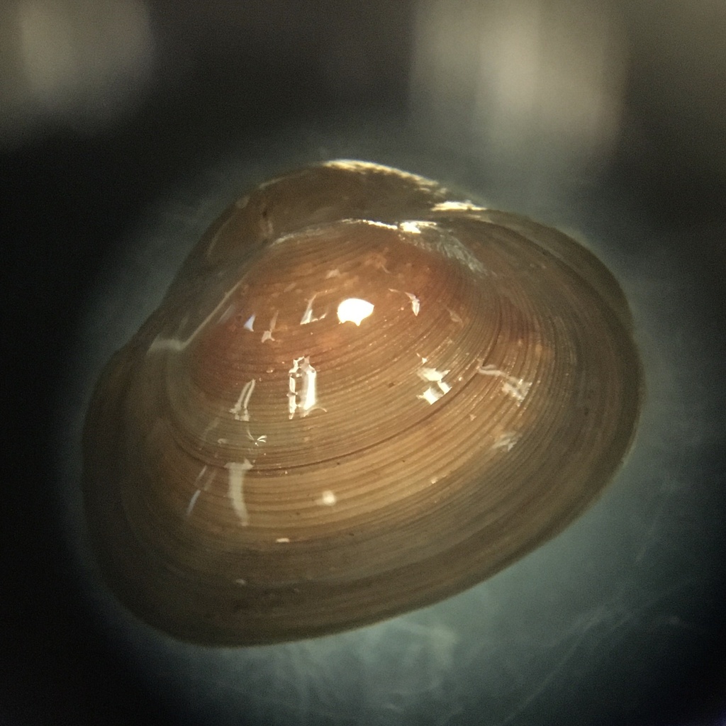 Pea Clams (Wilber Pond) · iNaturalist