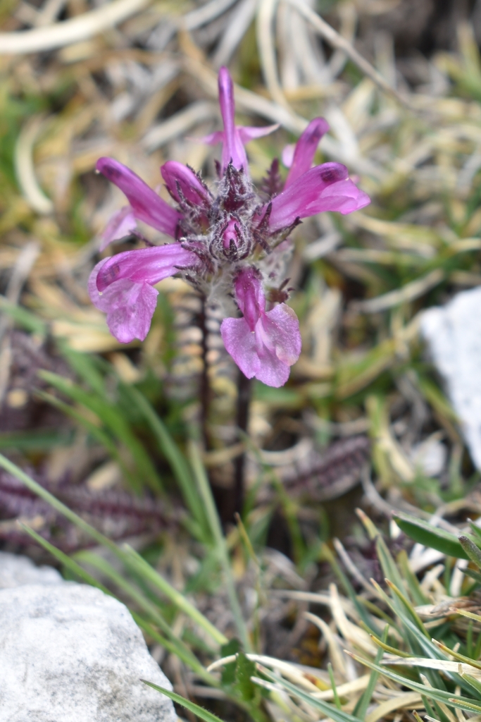 Pink Lousewort from Croda da Lago, Province of Belluno, Italy on May 30 ...