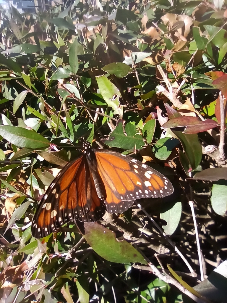 Southern Monarch from G5G4+P6Q, 70000 Col Del Sacramento, Departamento ...