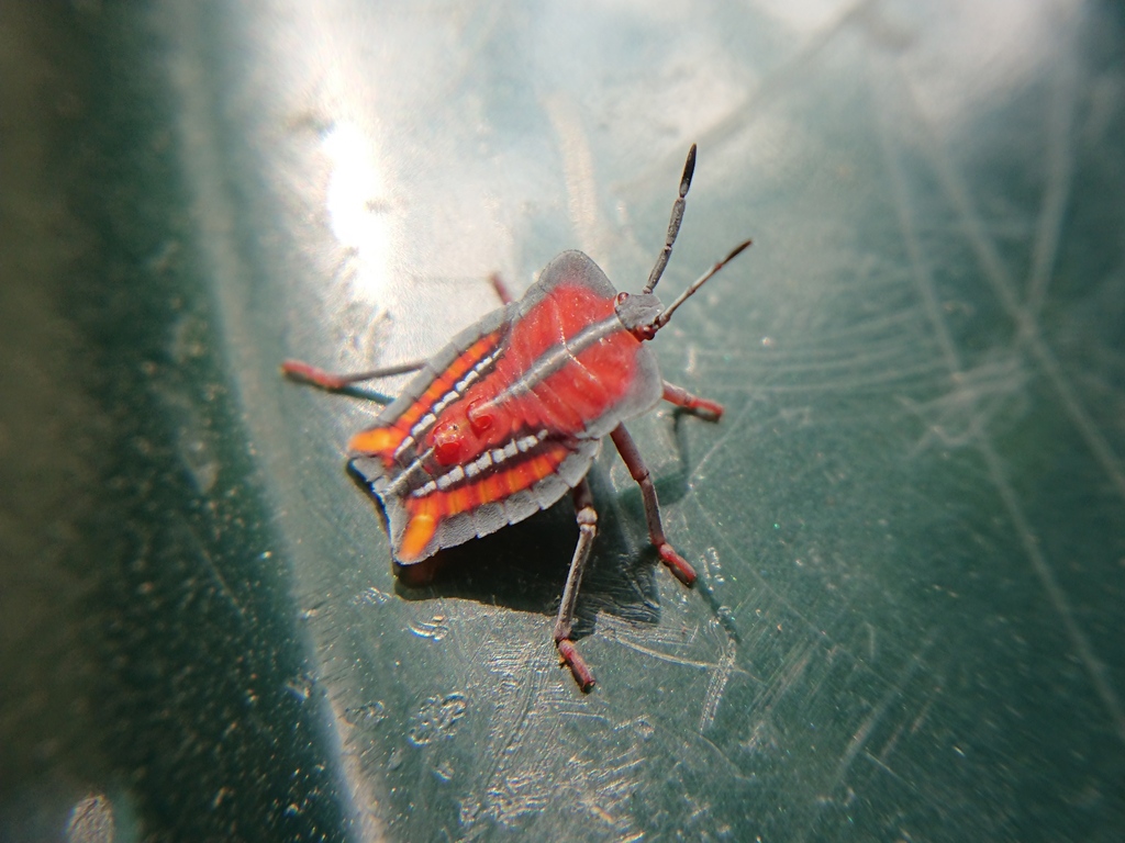Lychee Stink Bug from 台灣新竹縣 on July 10, 2022 at 02:42 PM by Benny Wu ...