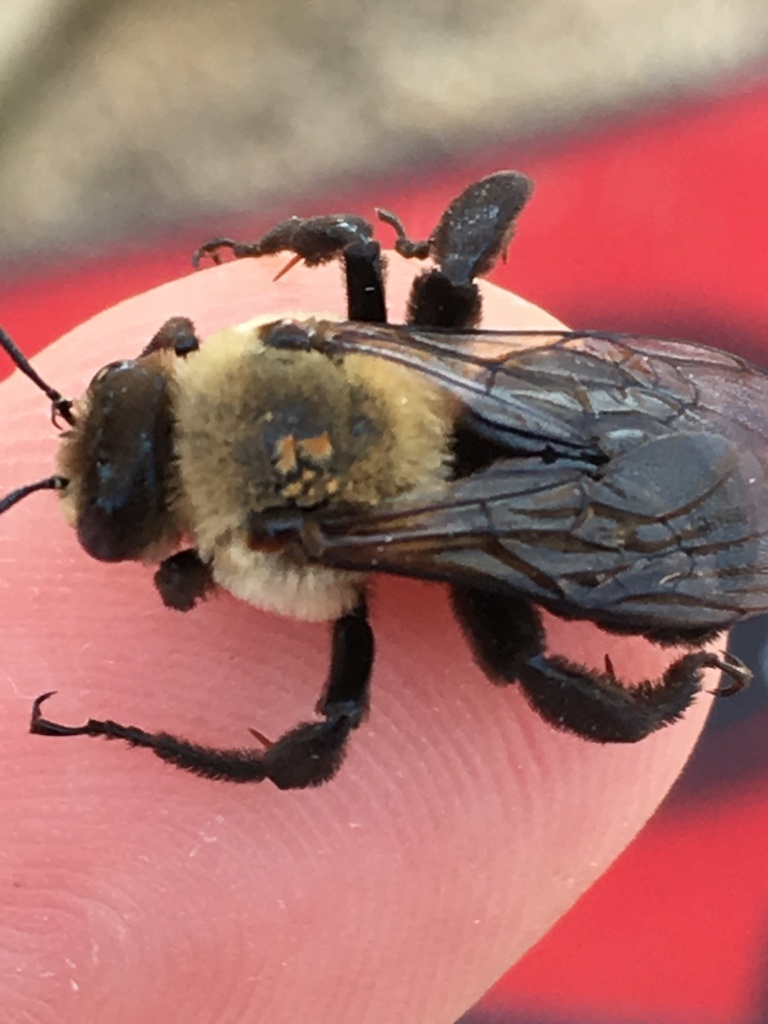 Hibiscus Turret Bee from Reservoir Hill, Baltimore, MD 21217, USA on ...