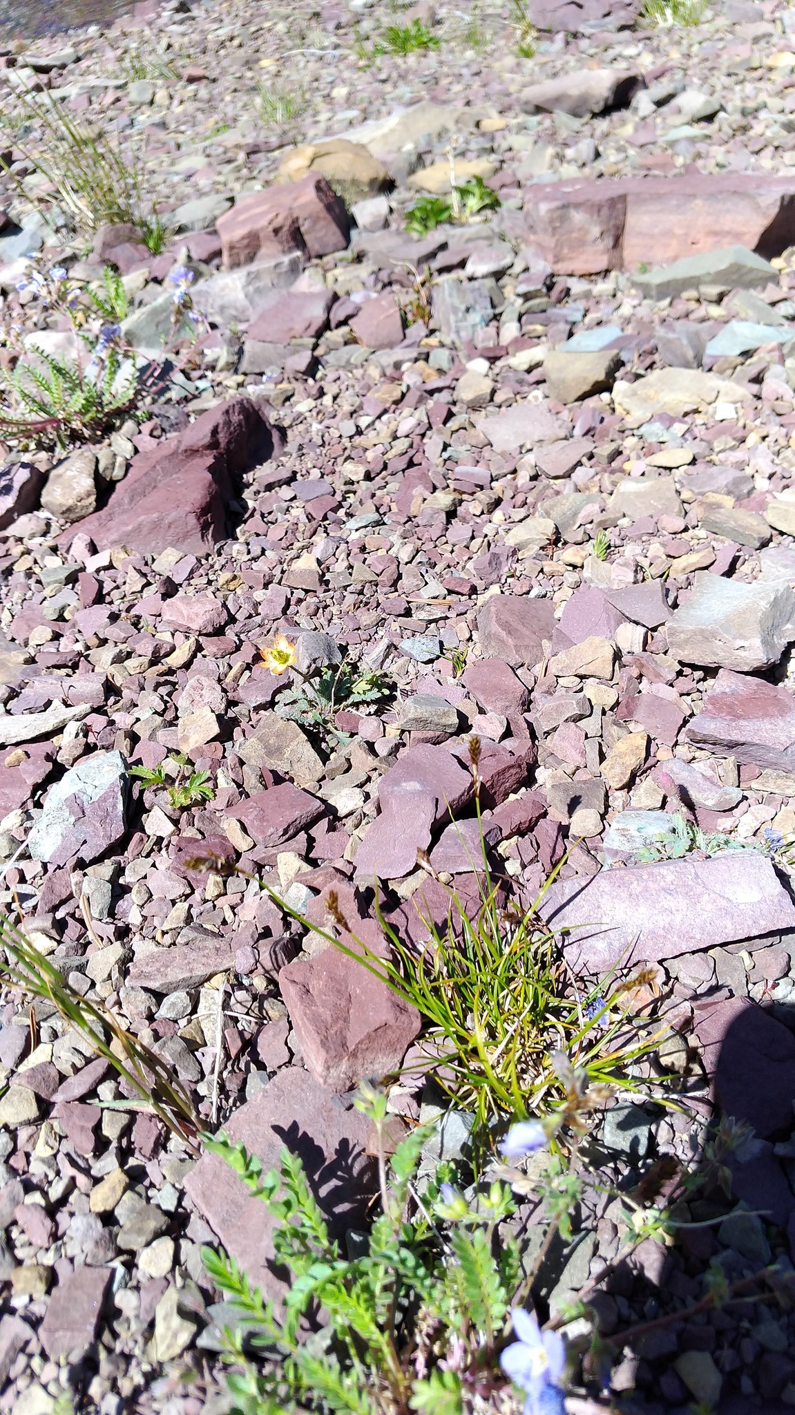 Papaver pygmaeum Rydb.