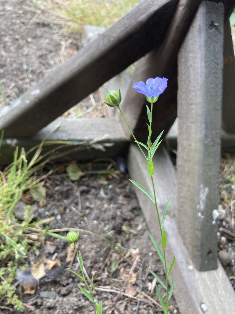 common flax from Barnfield Way, York, England, GB on June 24, 2022 at ...