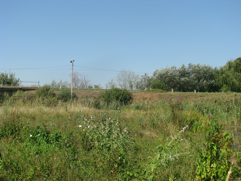 marsh mallow from Селещина, Полтавська область, Україна on August 27 ...
