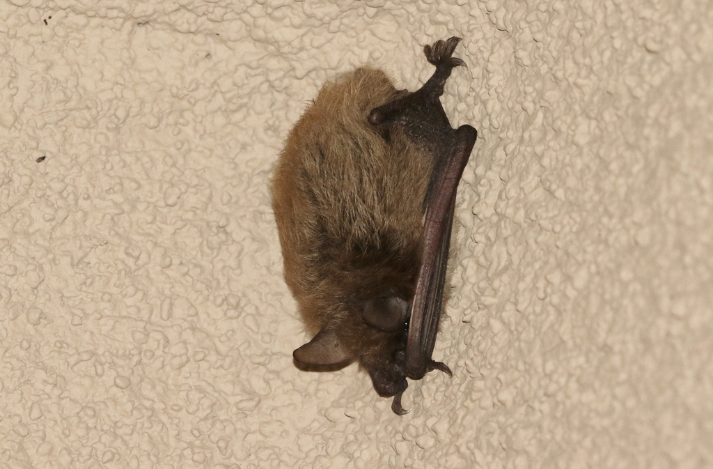 Yuma Myotis (Myotis yumanensis) - Know Your Mammals