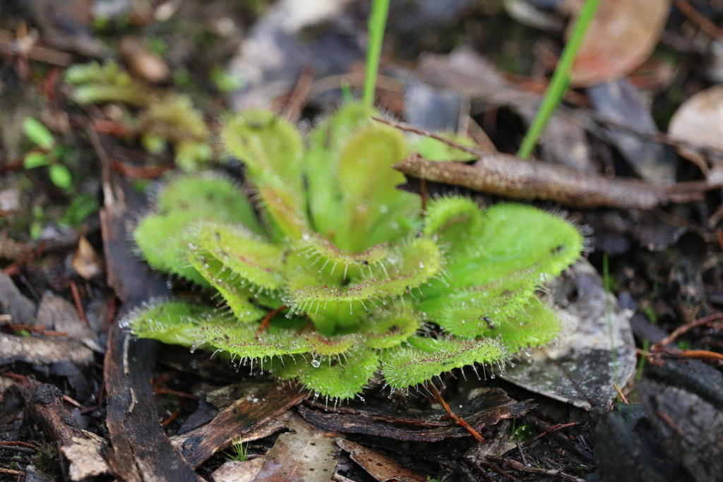 Whittaker's sundew from Blewitt Springs SA 5171, Australia on June 26 ...
