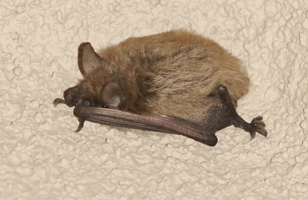 Yuma Myotis (Myotis yumanensis) - Know Your Mammals