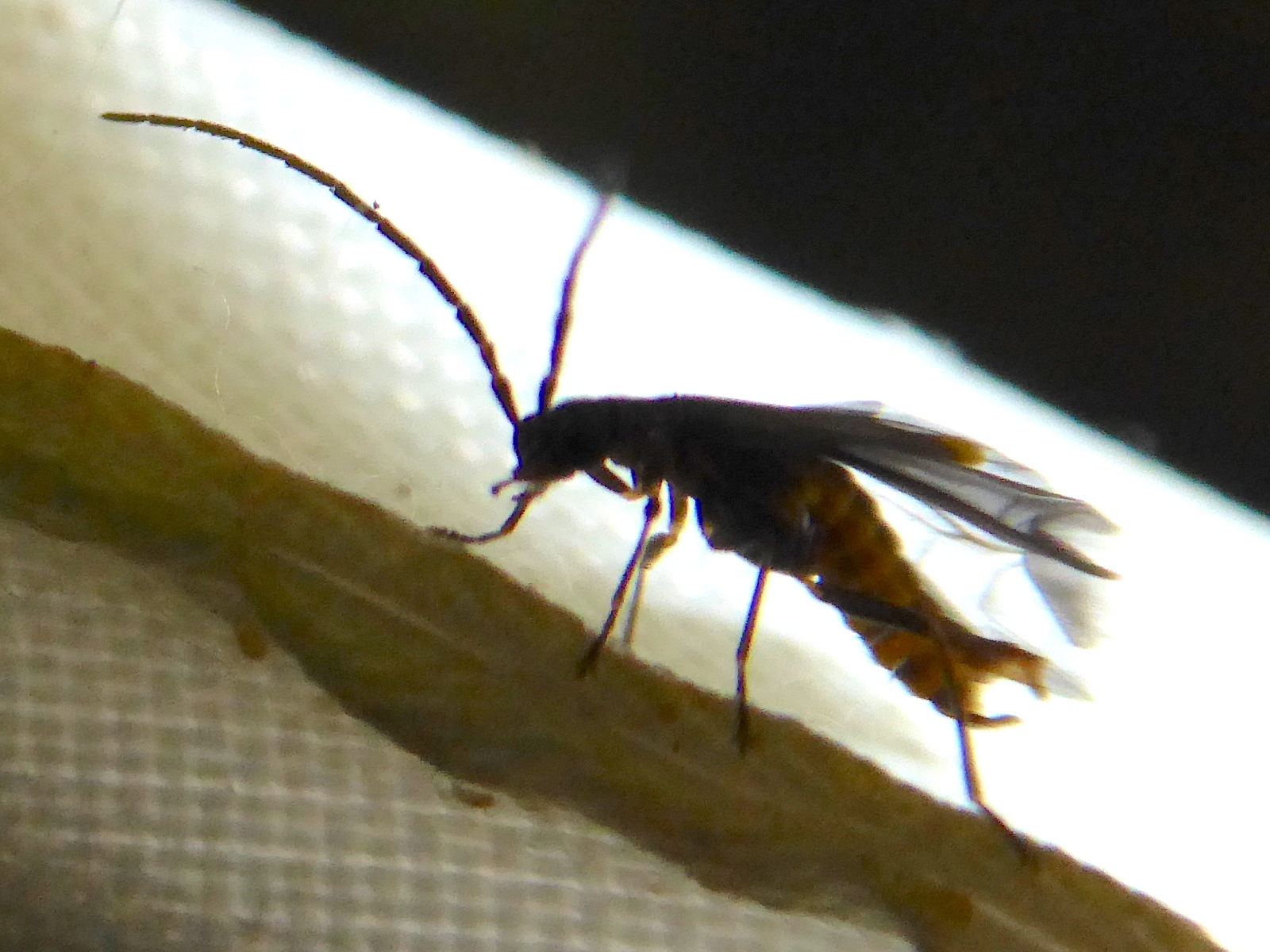 Malthodes Kiesenwetter, 1852