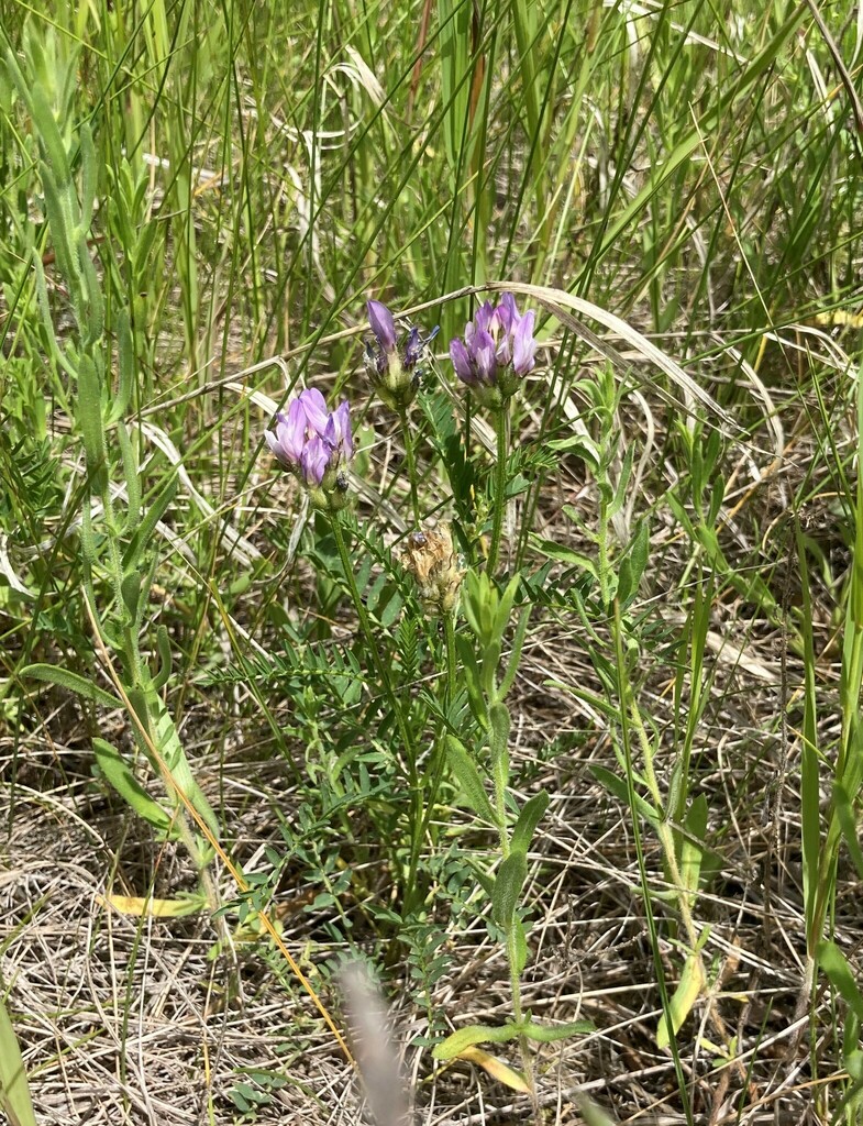 field milkvetch from Southwest Calgary, Calgary, AB, Canada on July 10 ...