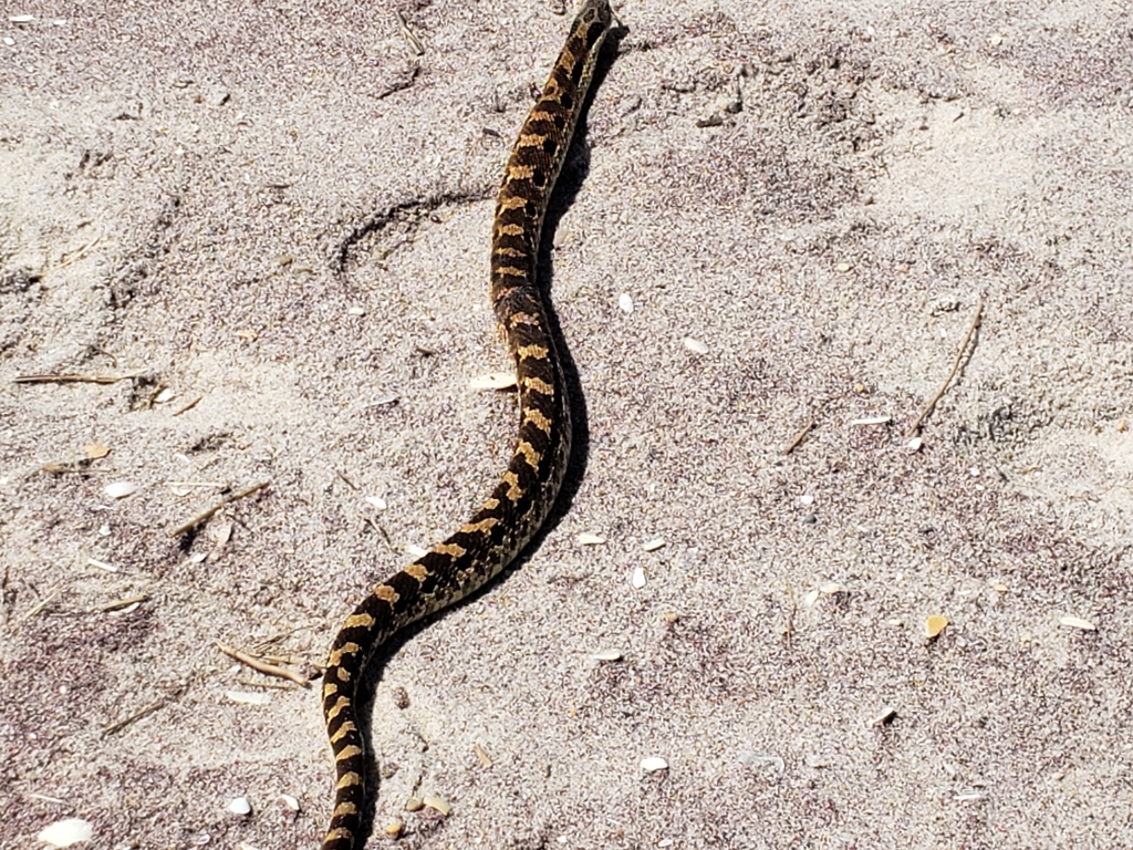 Eastern Hognose Snake from Babylon, NY, USA on July 11, 2022 at 10:58 ...
