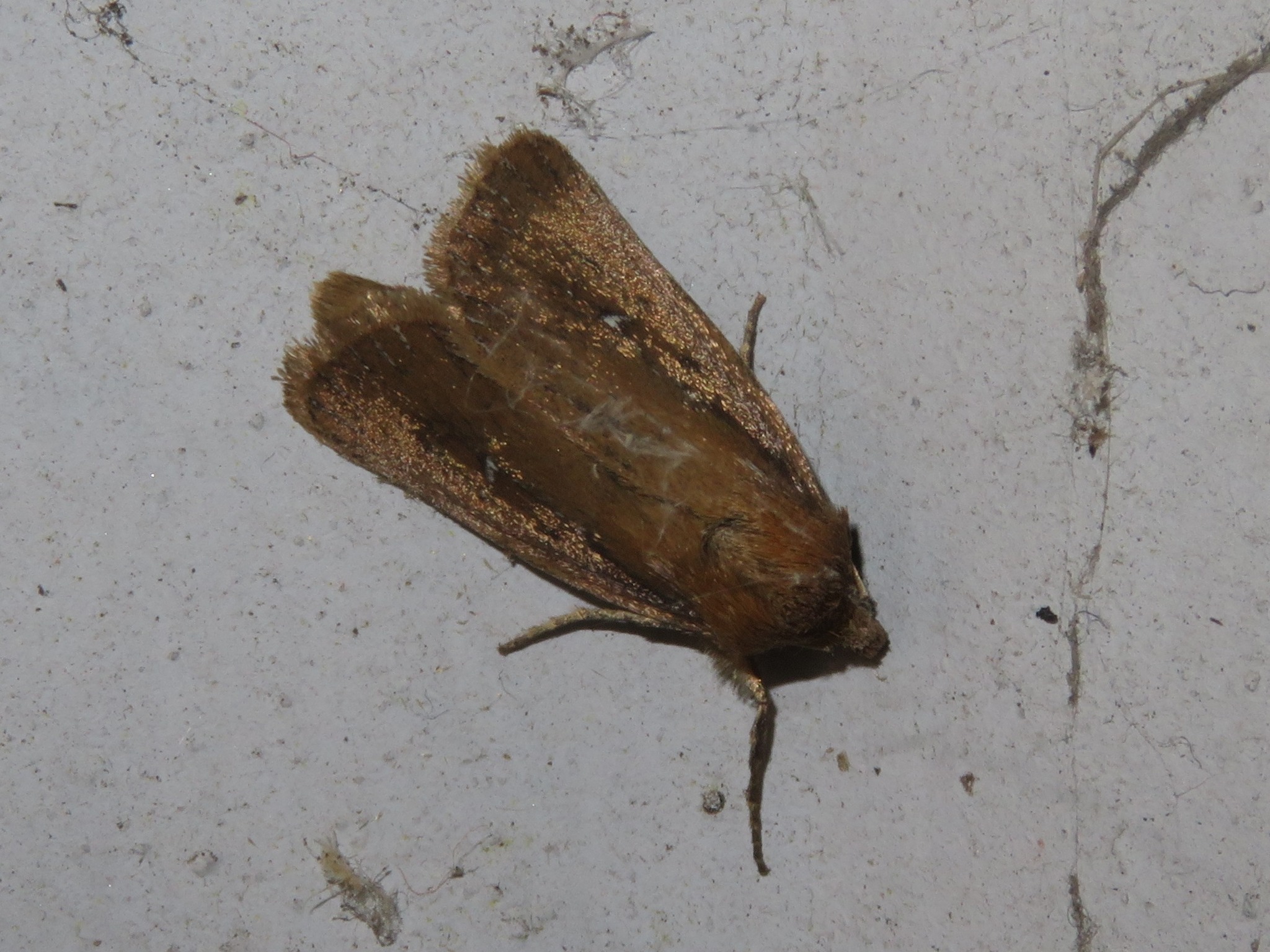 Lenisa geminipuncta Haworth, 1809