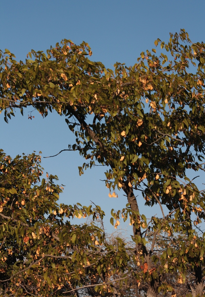 Mopane from South of Etosha, Kunene Region, Namibia on July 04, 2018 at ...