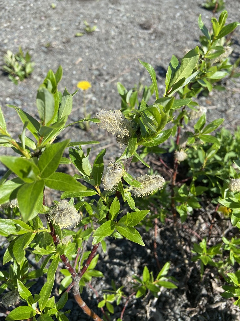 Willows from 9401 Raspberry Rd, Anchorage, AK 99502, USA on June 4 ...