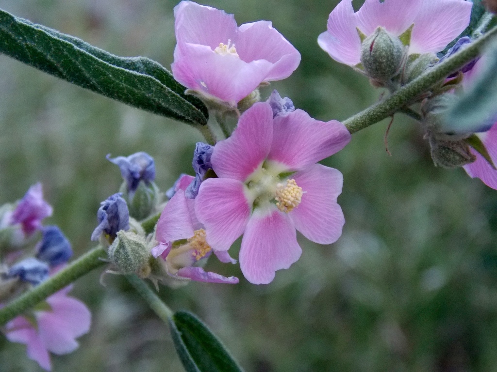 narrowleaf globemallow from Chihuahua, Chihuahua, Mexico on September ...