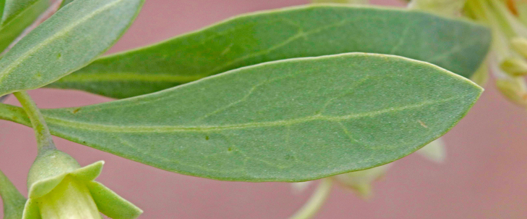 Pale wolfberry (Plants of the Middle Rio Grande Bosque) · iNaturalist