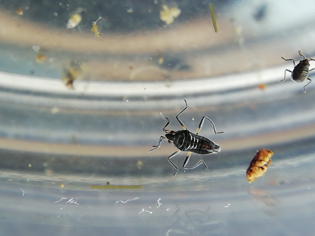 Microvelia pulchella from Nevada County, CA, USA on July 06, 2022 by ...
