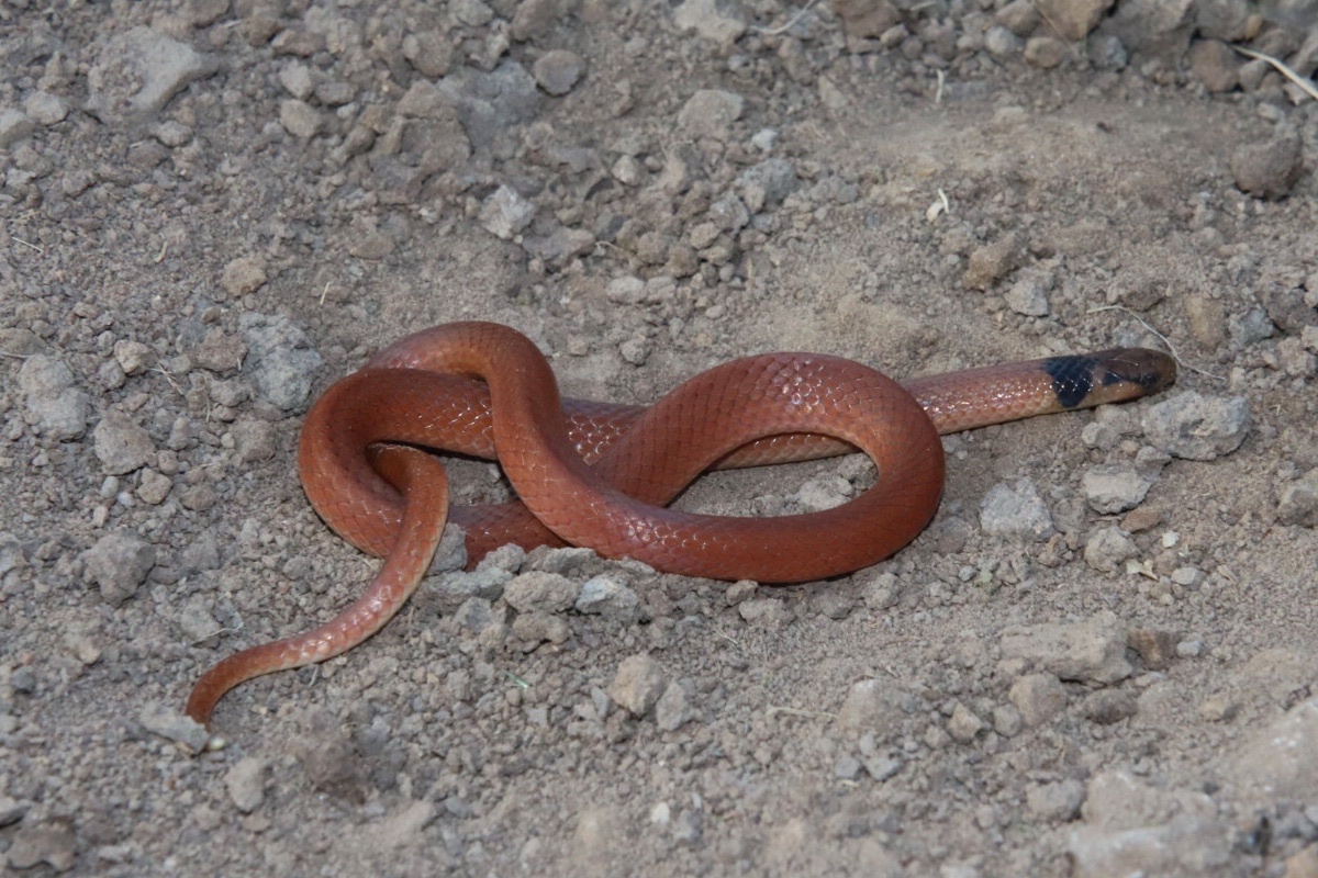 Aparallactus A.Smith, 1849