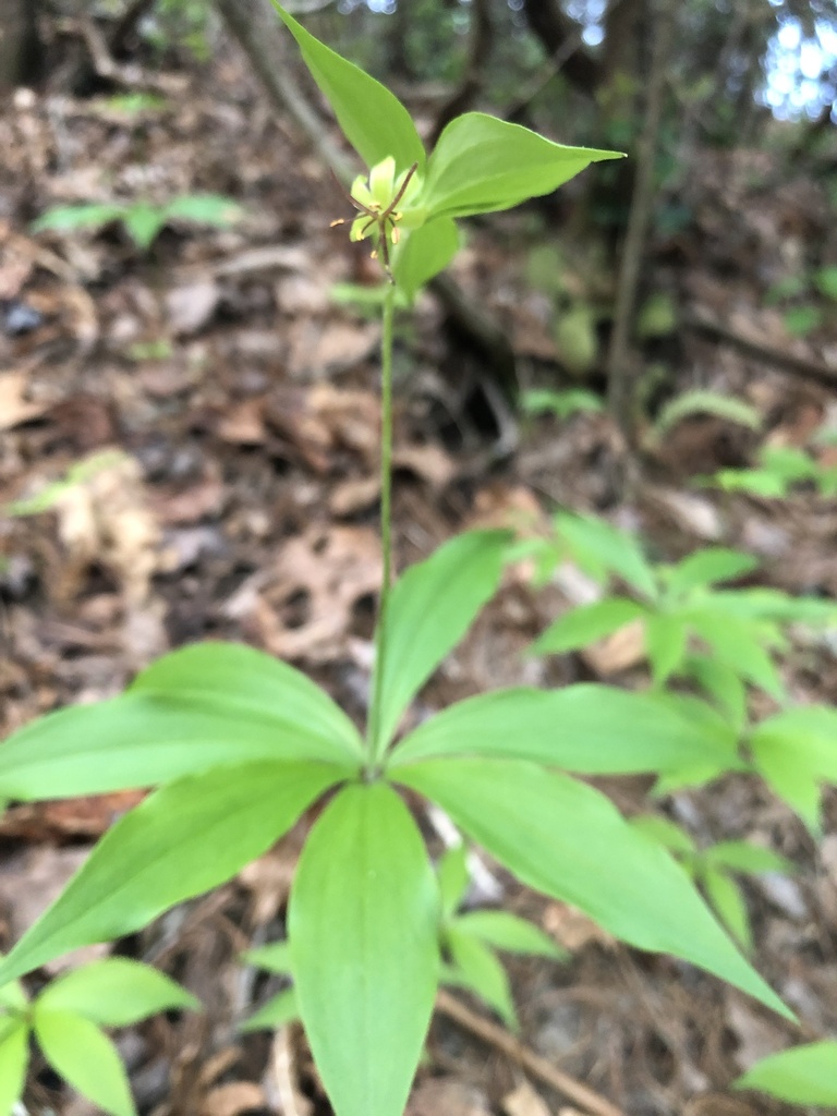 Cucumber Root from Swain County, Great Smoky Mountains National Park ...