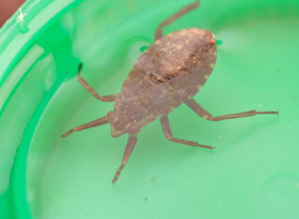 Giant Water Bugs from Coronado National Forest, Tubac, AZ, US on July ...