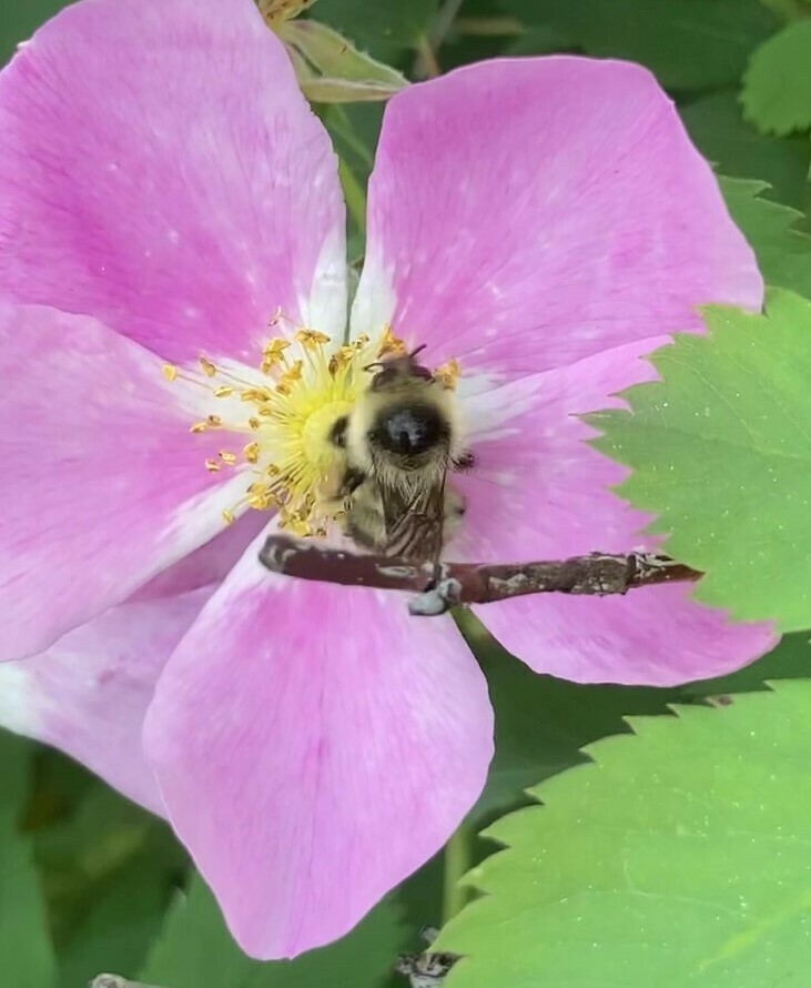 Red-belted Bumble Bee from Southeast Calgary, Calgary, AB, Canada on ...