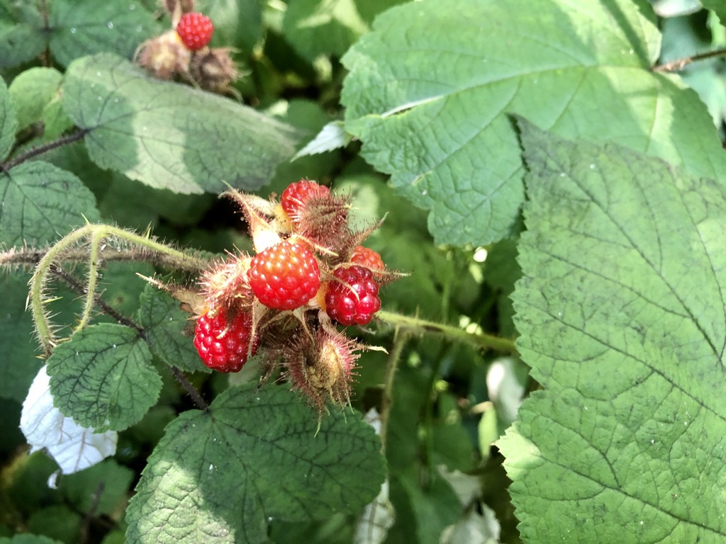 wineberry from Roanoke, VA, USA on June 28, 2021 at 12:48 PM by Nolan ...