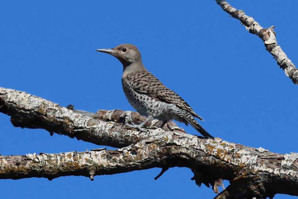 Northern Flicker from South Pandosy - K.L.O., Kelowna, BC, Canada on ...