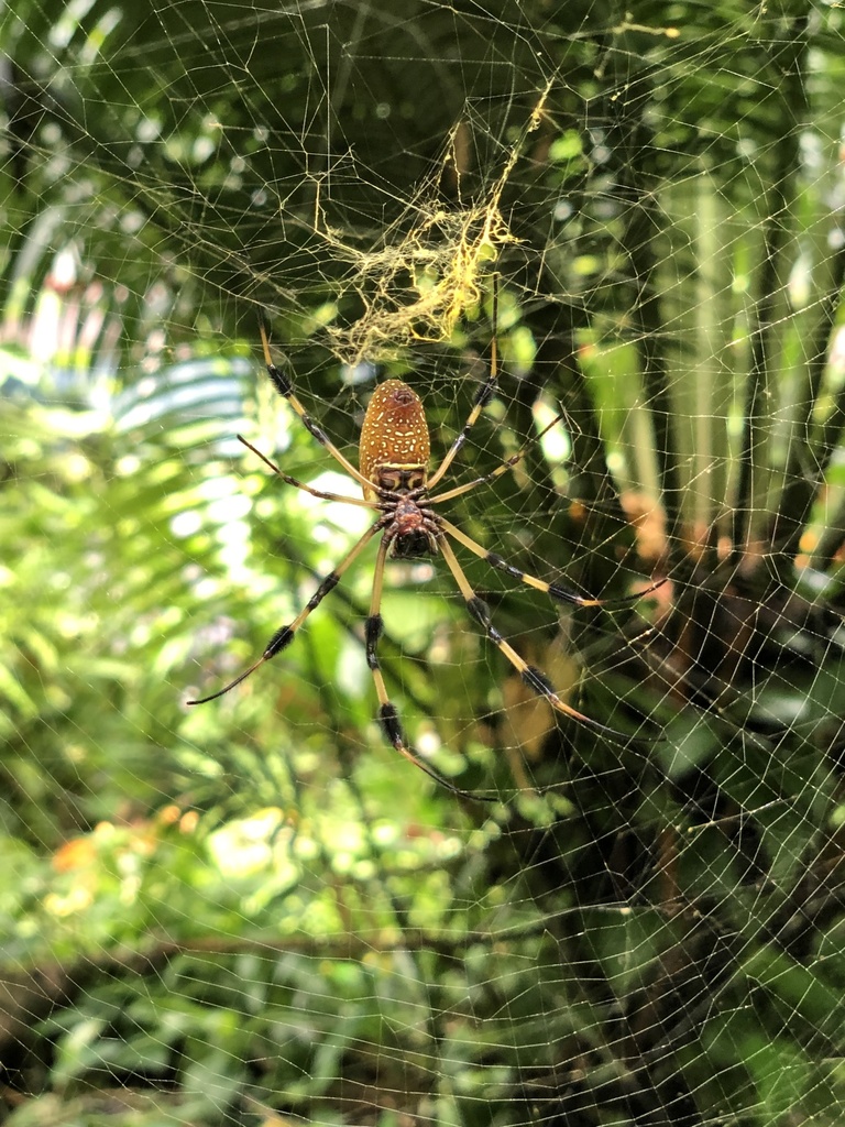 Golden Silk Spider from Isla de San Andrés (Colombia), San Andrés, San ...