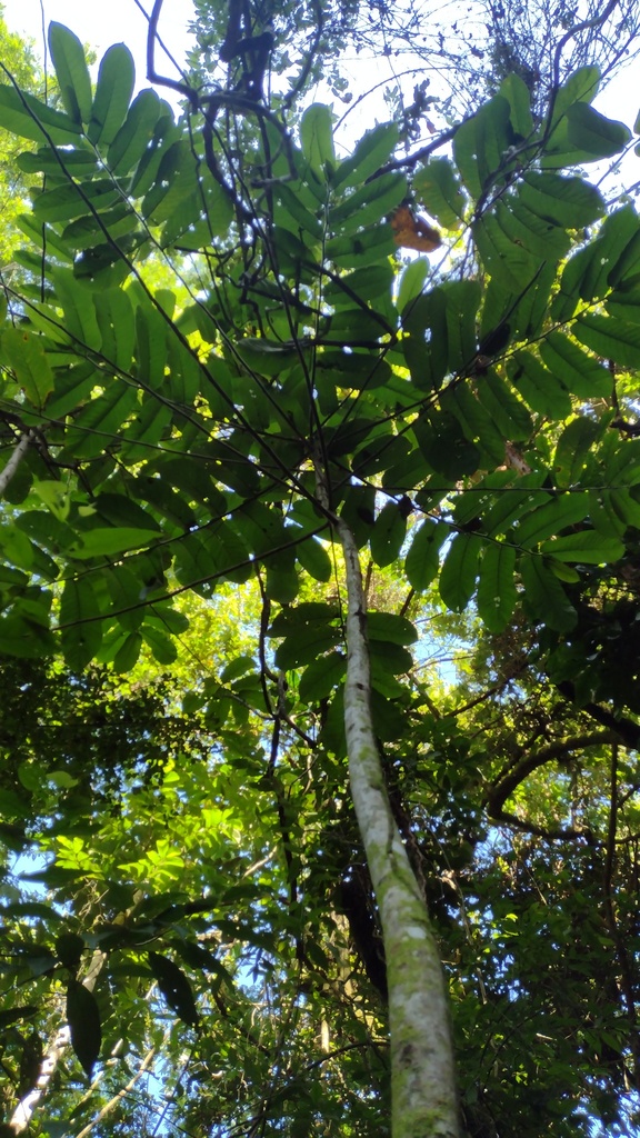 Panama rubber tree from Palenque, Chiapas, Mexico on July 11, 2022 at ...