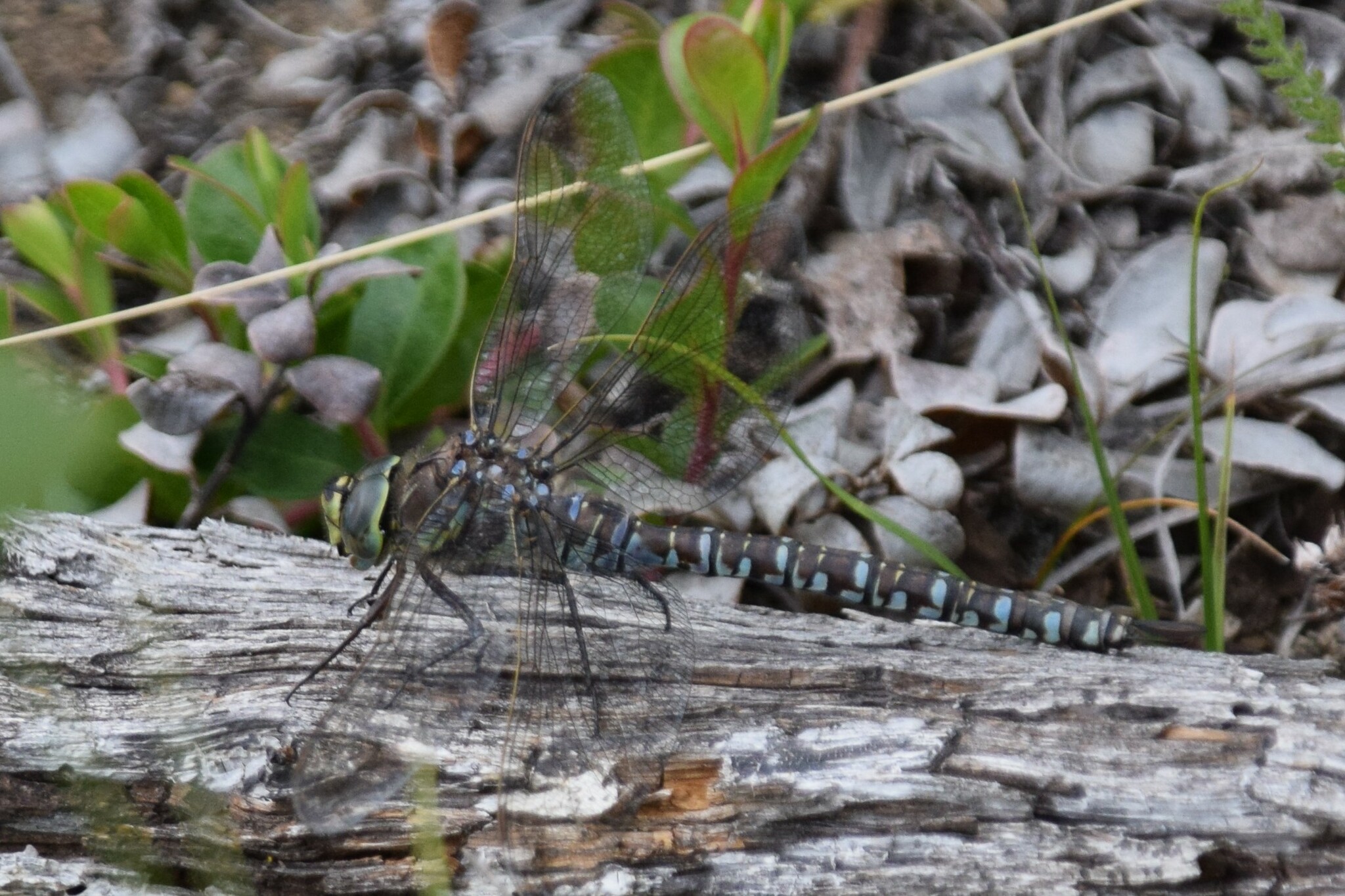 Aeshna eremita Scudder, 1866
