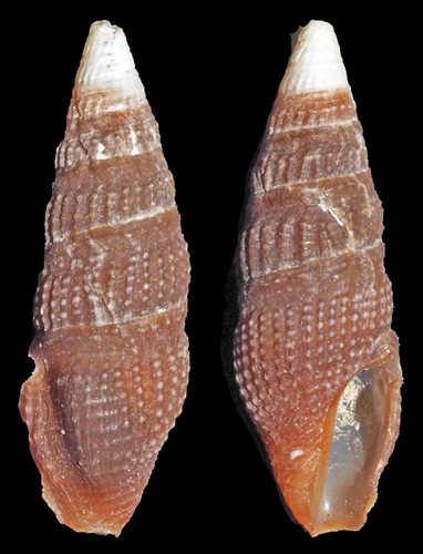 Crassispira procera · iNaturalist