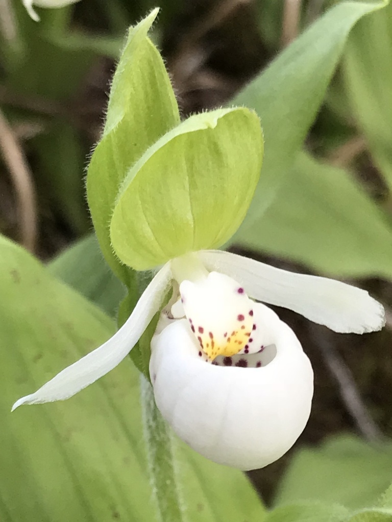 Sparrow's-egg Lady's Slipper in July 2018 by Paul Marcum · iNaturalist