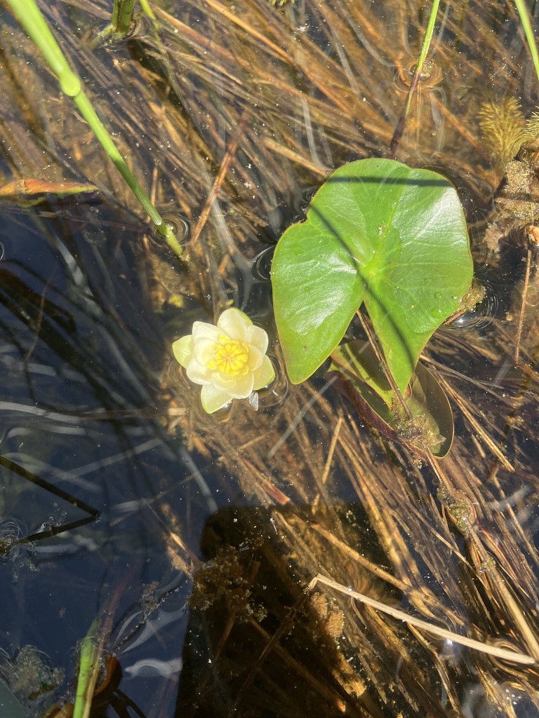 Pygmy Water-lily from Burges James Gadsden Provincial Park, Columbia ...