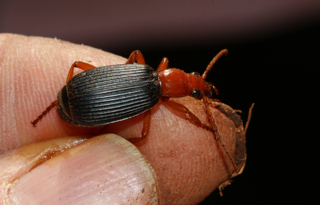 Pheropsophus from Rietvallei 377-Jr, Pretoria, 0181, South Africa on ...