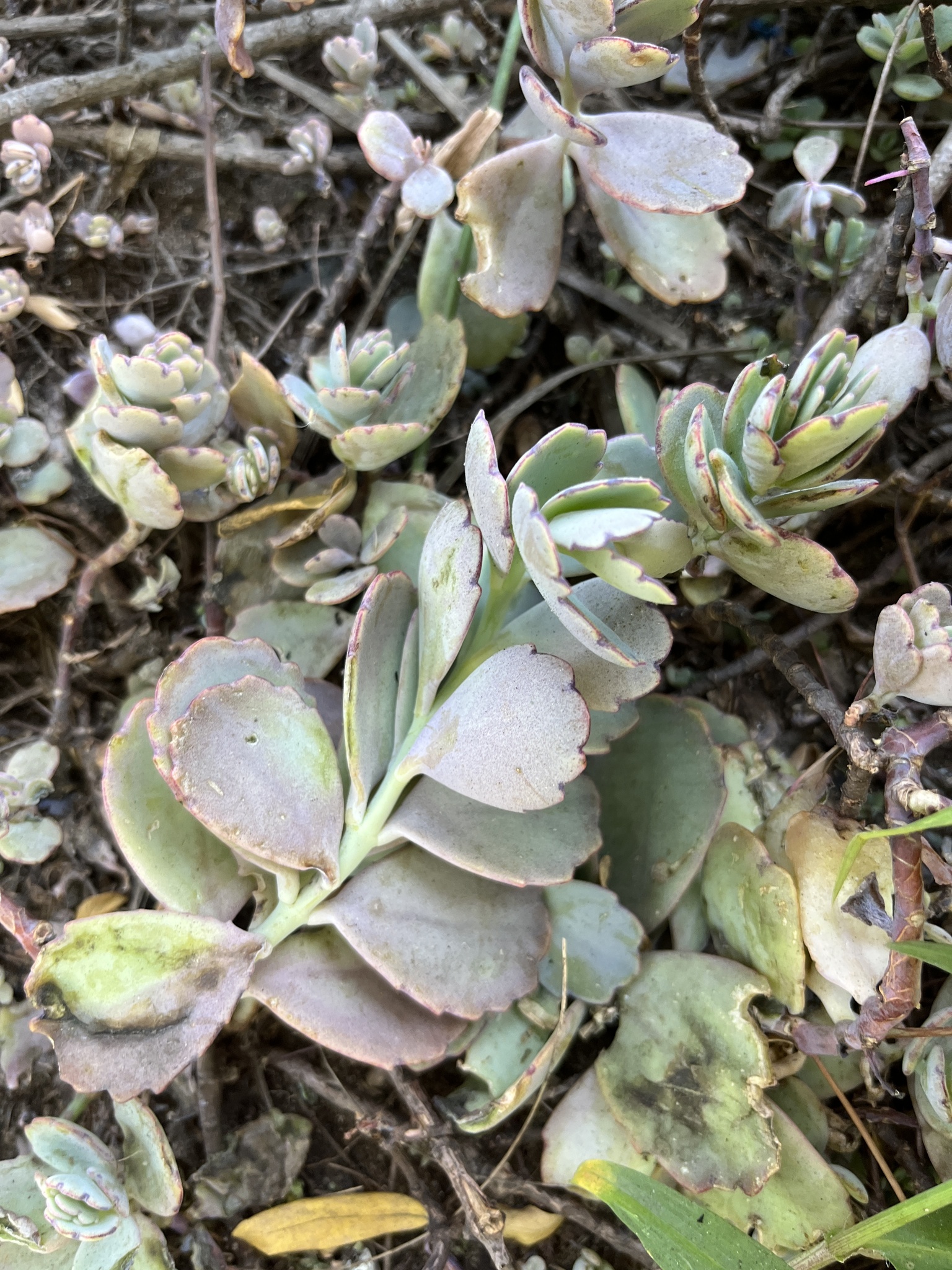 Kalanchoe fedtschenkoi Raym.-Hamet & Perrier