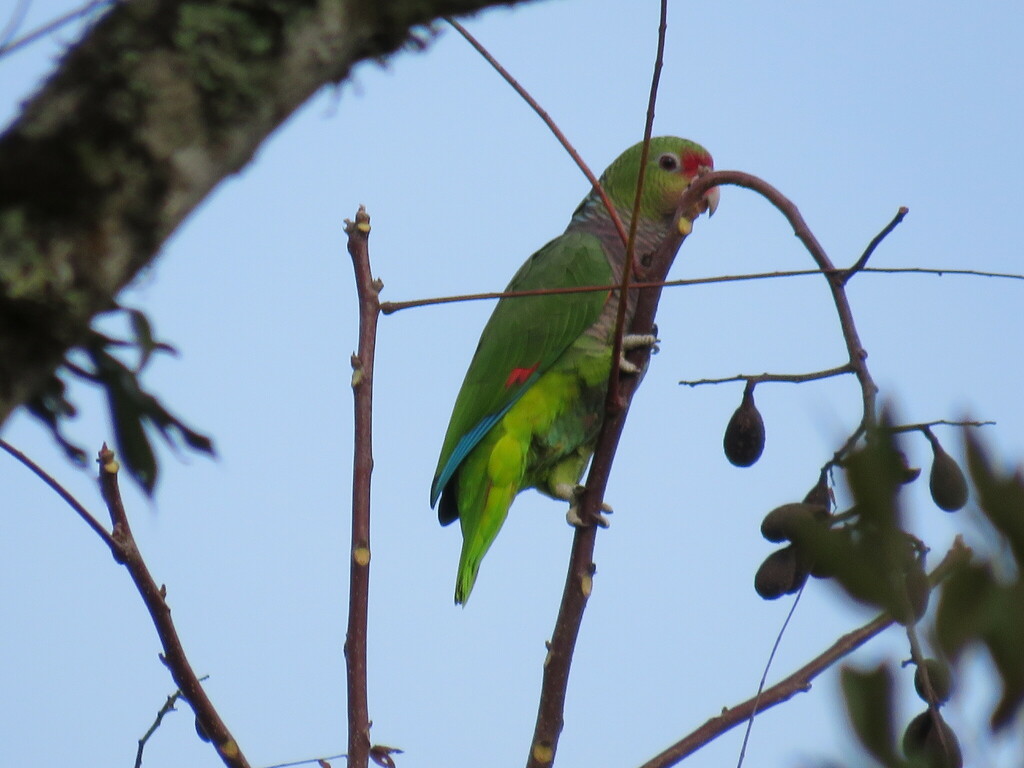 Vinaceous-breasted Parrot in July 2022 by roberto_richard · iNaturalist