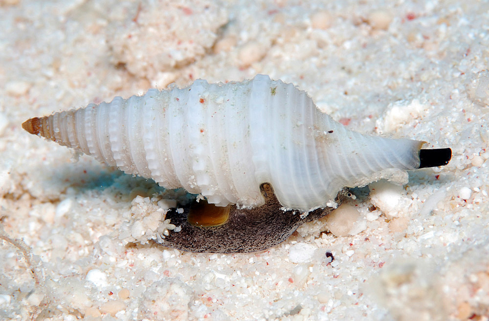 Gemmula cosmoi from Kwajalein Atoll, RMI on September 8, 2008 by uwkwaj · iNaturalist