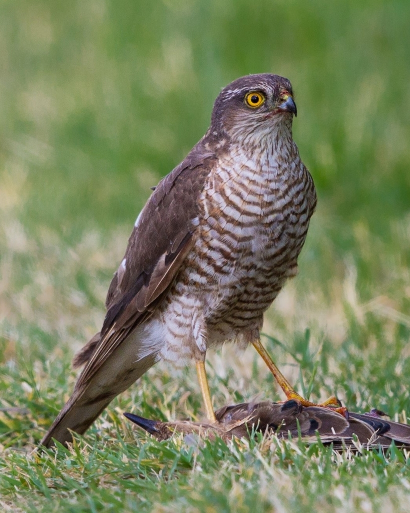 Eurasian Sparrowhawk (Birds of Serbia - guide - old) · iNaturalist