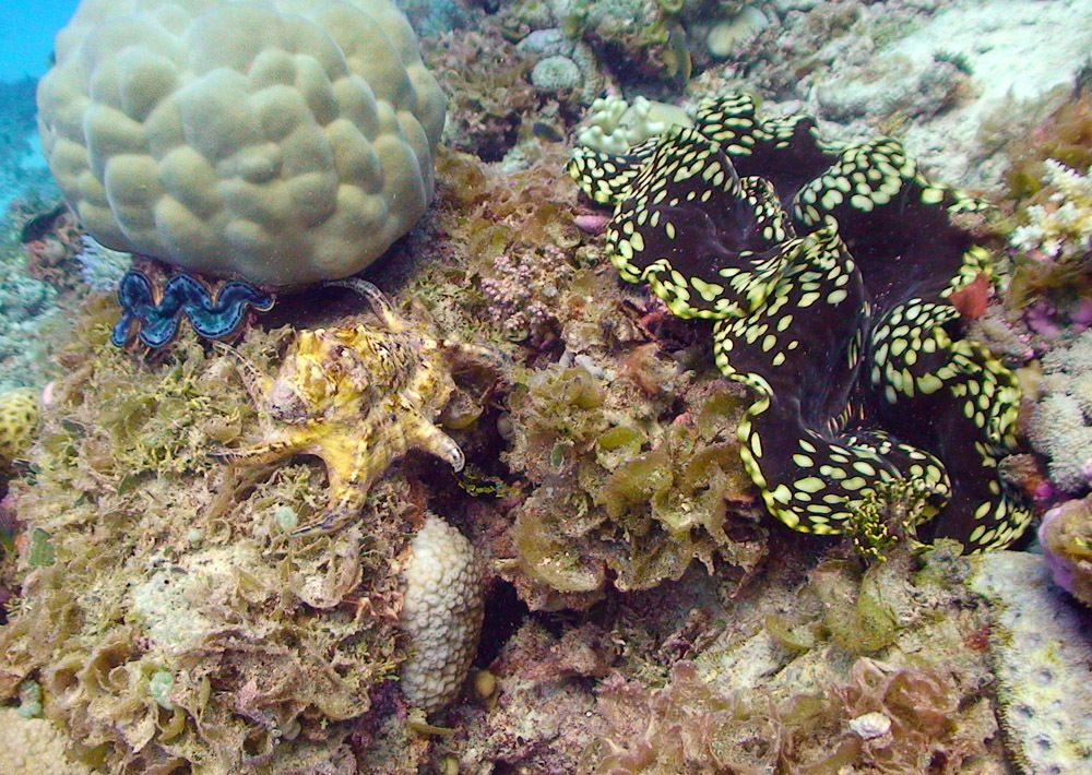Chiragra Conch from Kwajalein Atoll, RMI on September 29, 2013 by ...