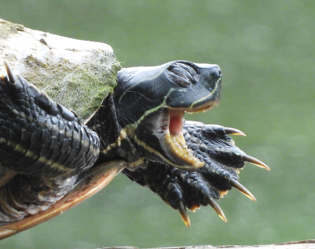 Northern Red-bellied Cooter from Pine Lake, Wheaton-Glenmont, MD, USA ...