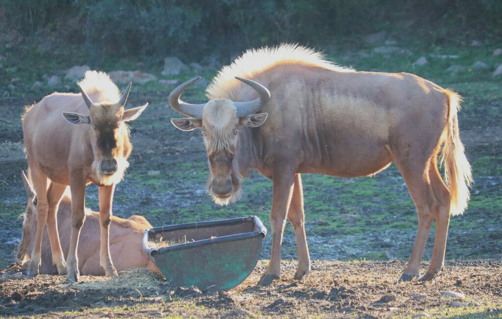 Blue Wildebeest (Connochaetes taurinus taurinus) - Know Your Mammals