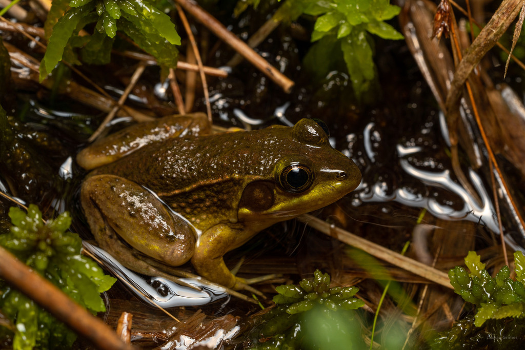 Florida Bog Frog in June 2022 by evangrimes. Known populations in FL ...